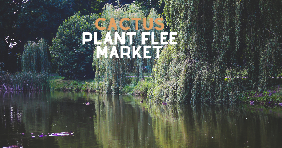 Unveiling the Creativity of Cactus Plant Flea Market: 7 Things You Need ...